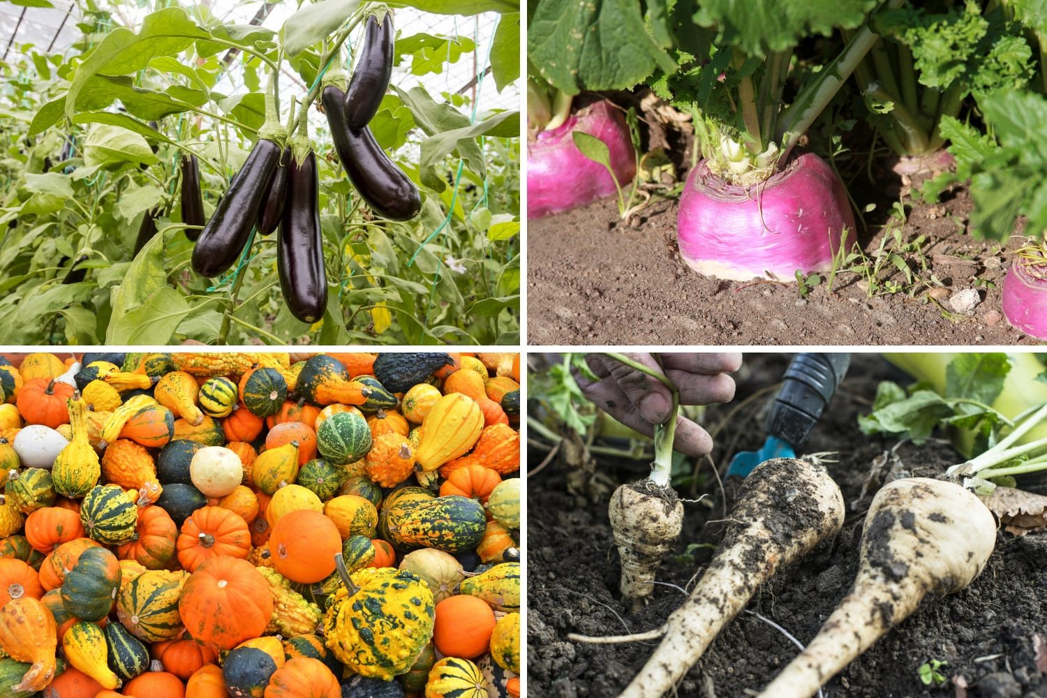 Hinona Kabu Turnip Recipe : Delicious and Nutritious Farm-to-Table ...